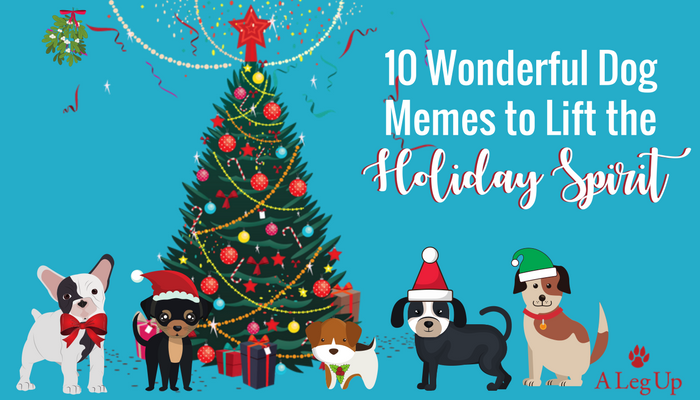 10 Wonderful Dog Memes to Lift the Holiday Spirit | Blog Posts | alegup